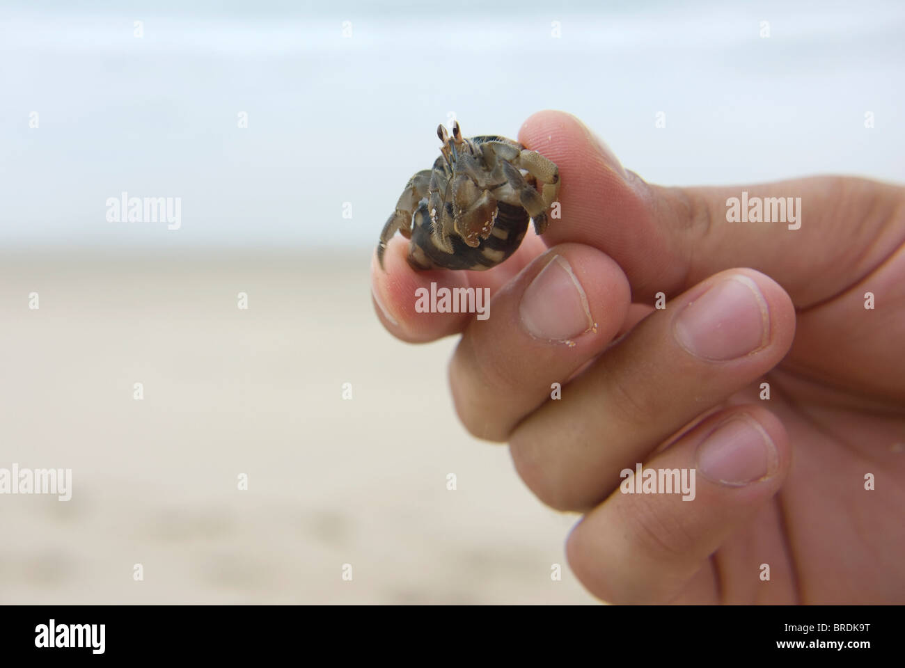 A hermit crab being held by a man Stock Photo - Alamy