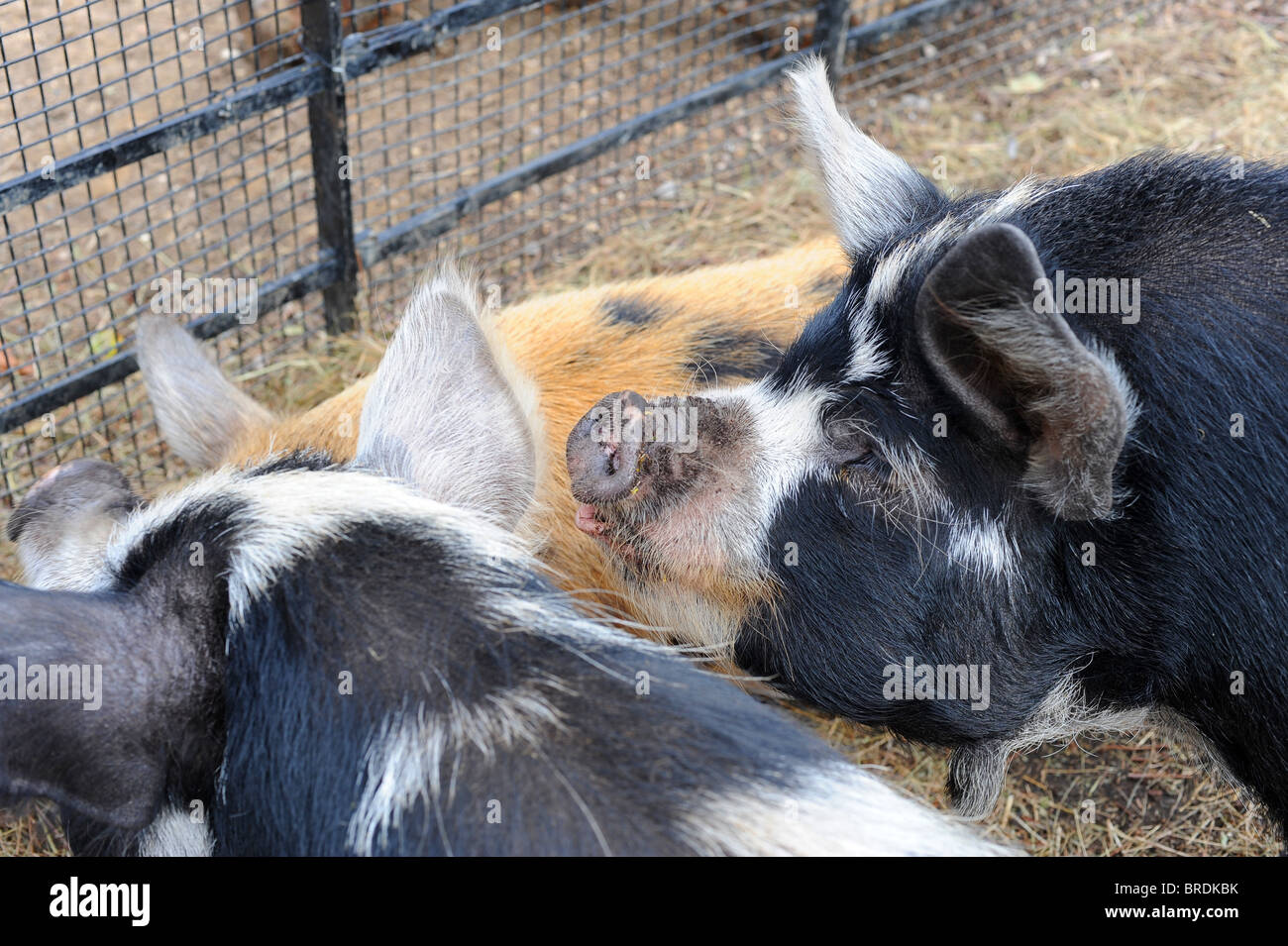 Kune Kune Pigs High Resolution Stock Photography and Images - Alamy