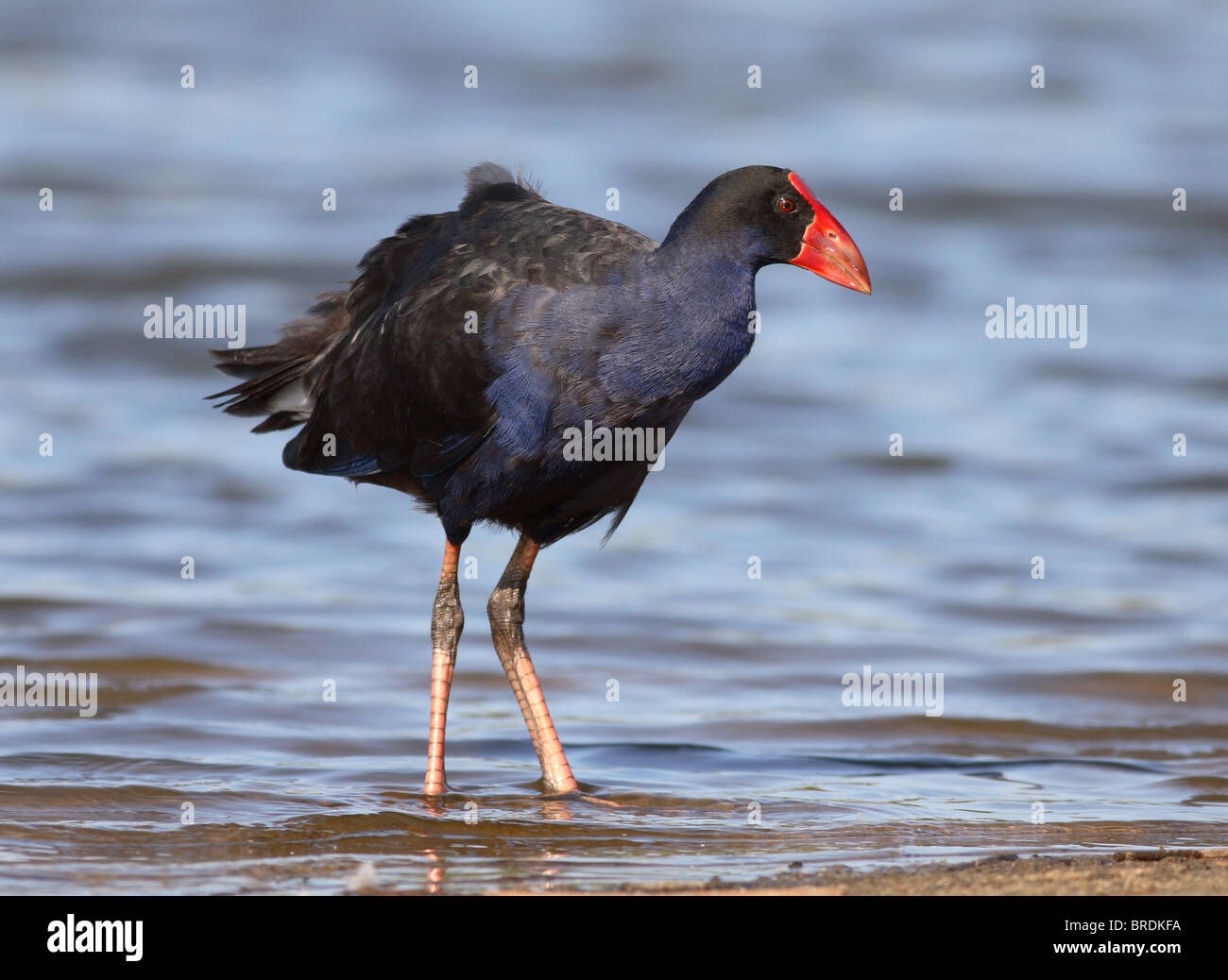 Purple swamphen bird hi-res stock photography and images - Alamy