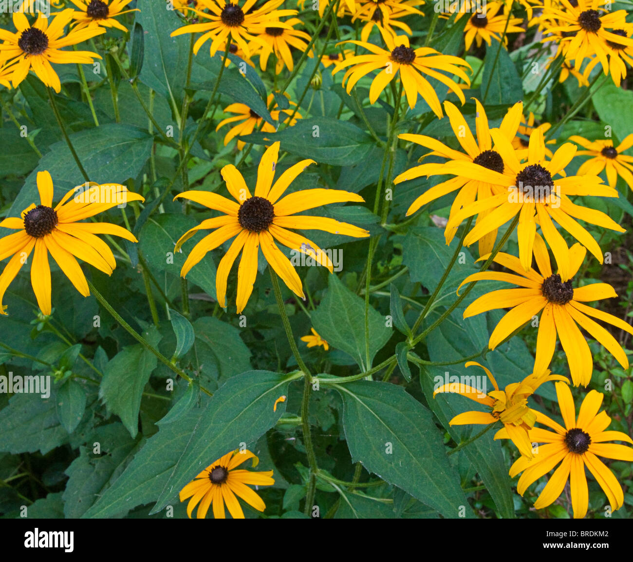 Rudbeckia fulgida petal hi-res stock photography and images - Alamy