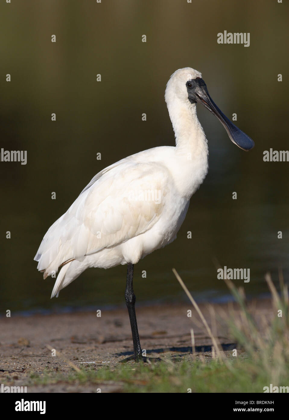 Salt lake bird hi-res stock photography and images - Alamy