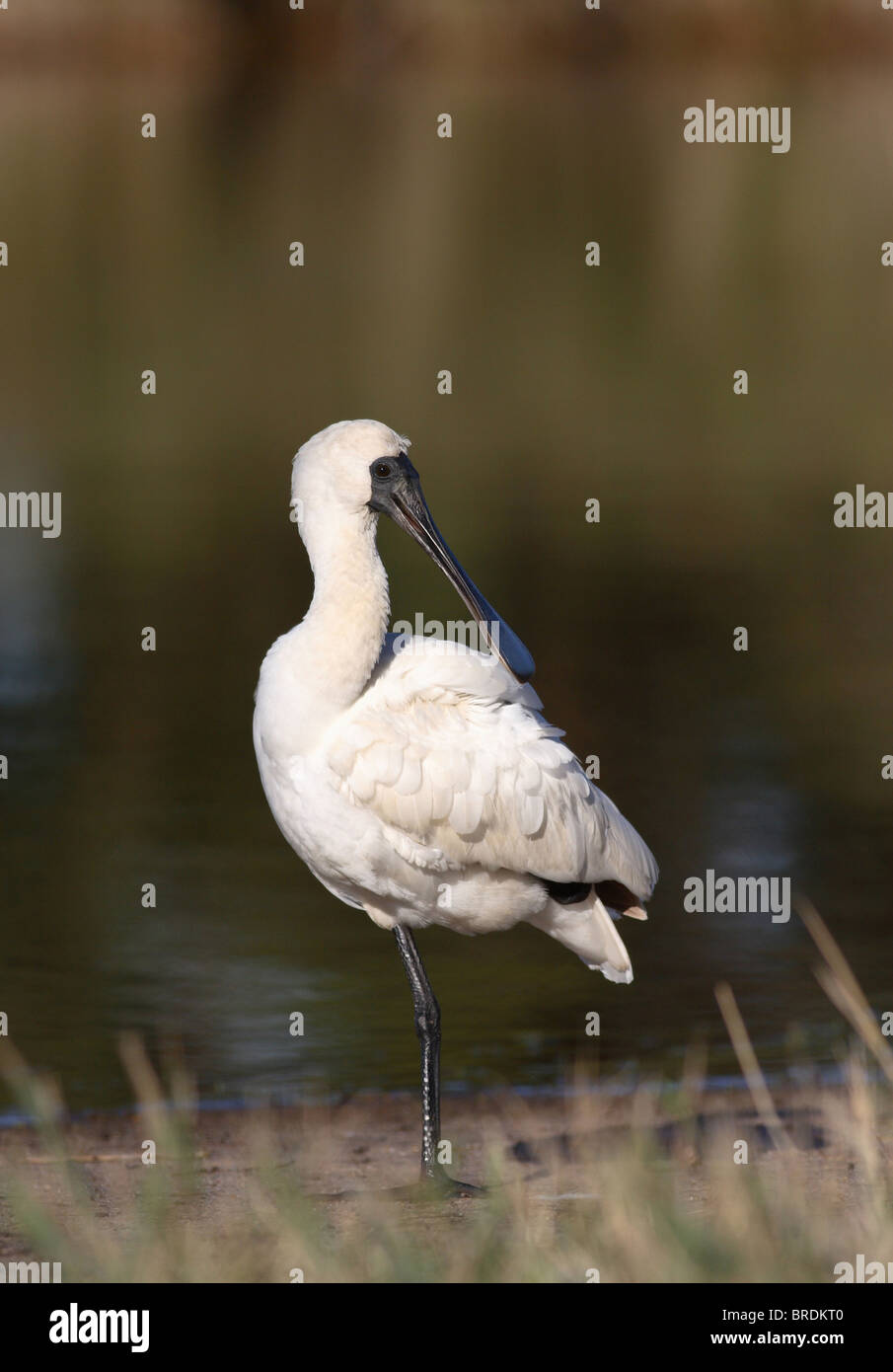 spoonbill the bird Stock Photo - Alamy