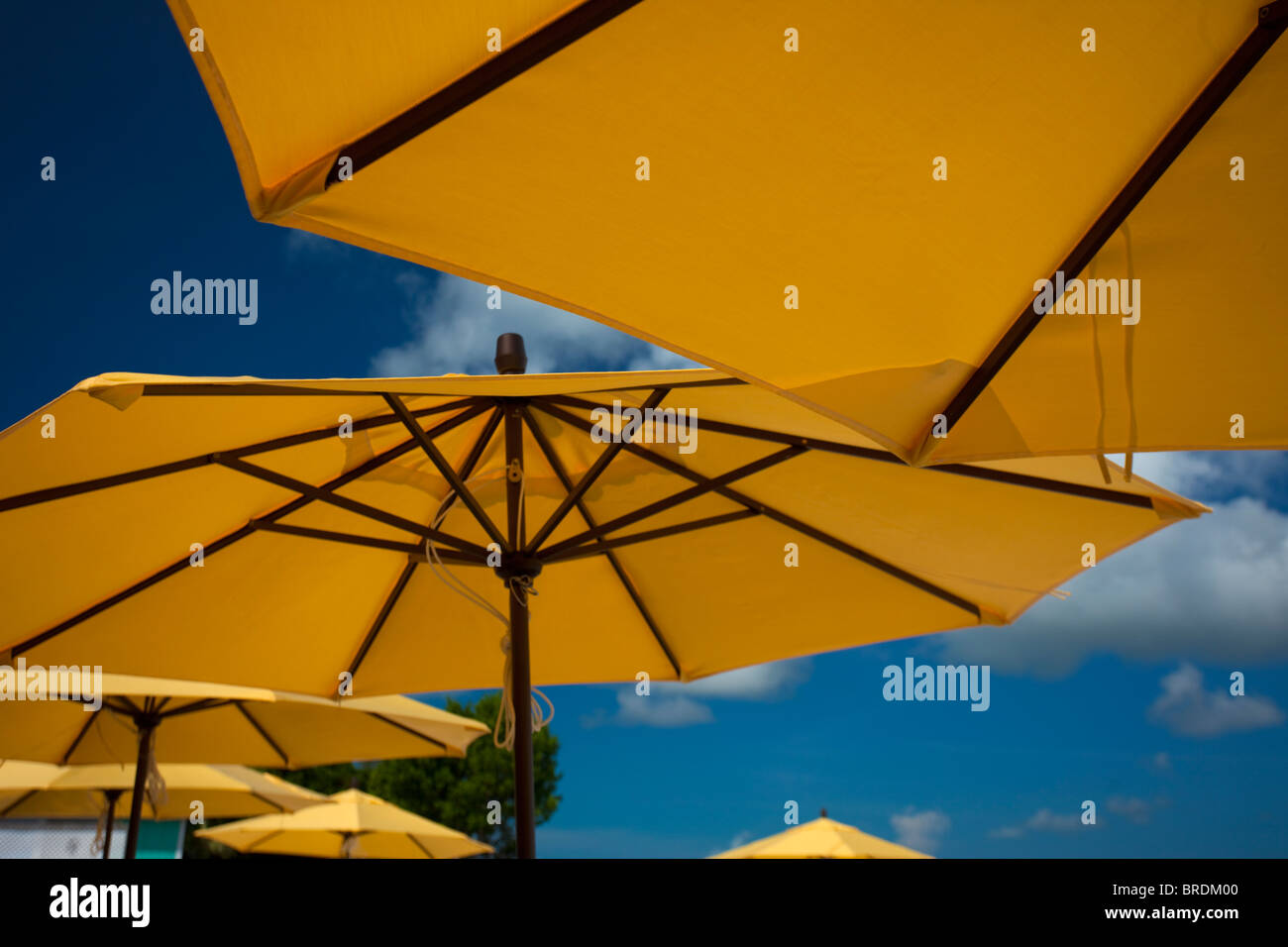 Yellow gold beach umbrellas tropical setting Stock Photo - Alamy