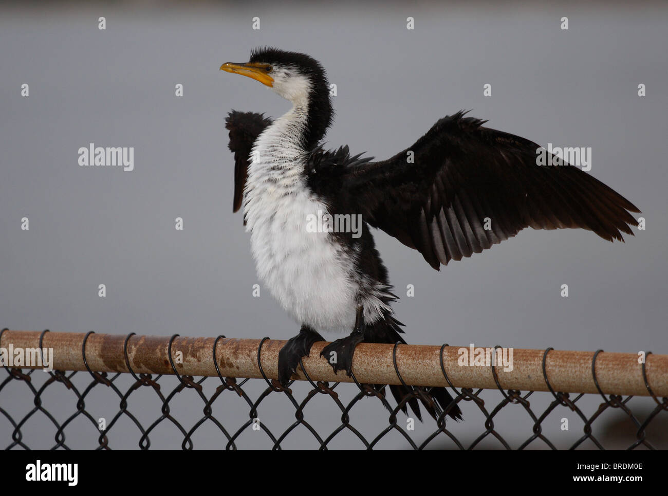 bird drying wings Stock Photo - Alamy