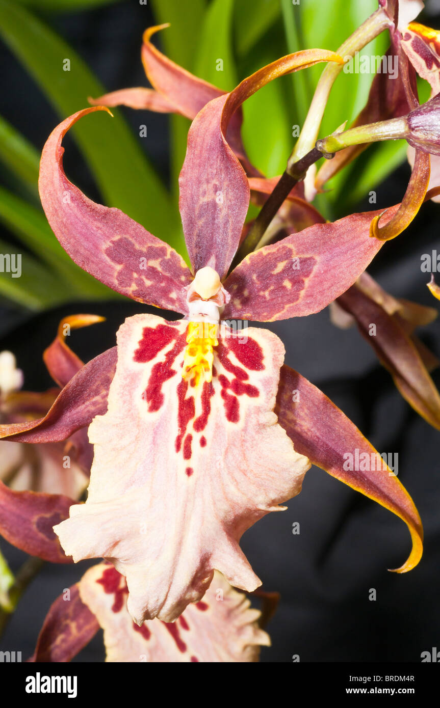 Aliceara Sunday Best 'Muffin,' hybrid orchid Stock Photo - Alamy