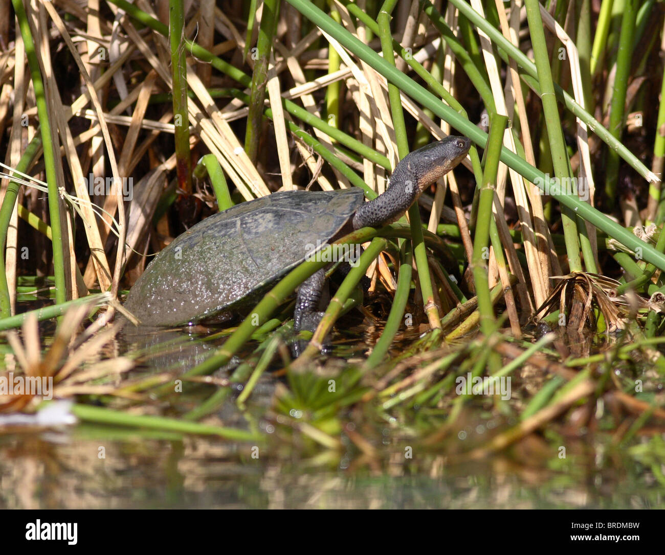turtle out of water Stock Photo - Alamy