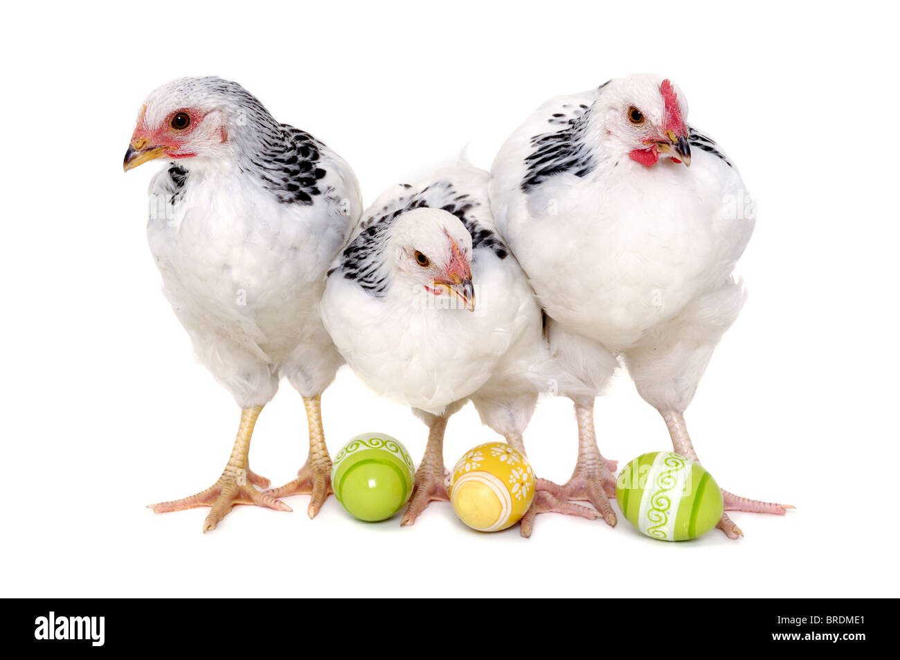 White hen hatching eggs hi-res stock photography and images - Alamy
