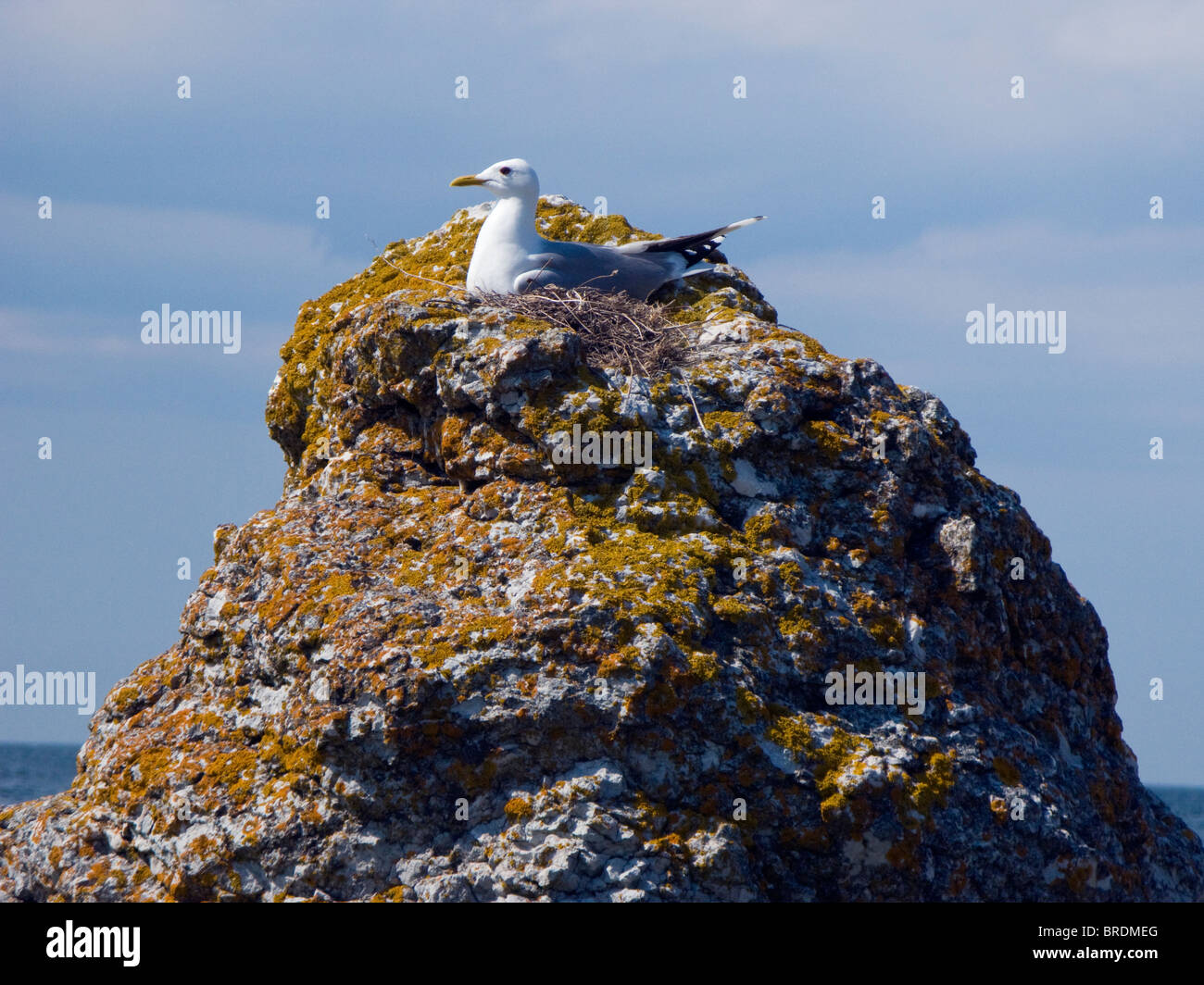 Gull nesting on a rauk in Gotland, Sweden Stock Photo - Alamy