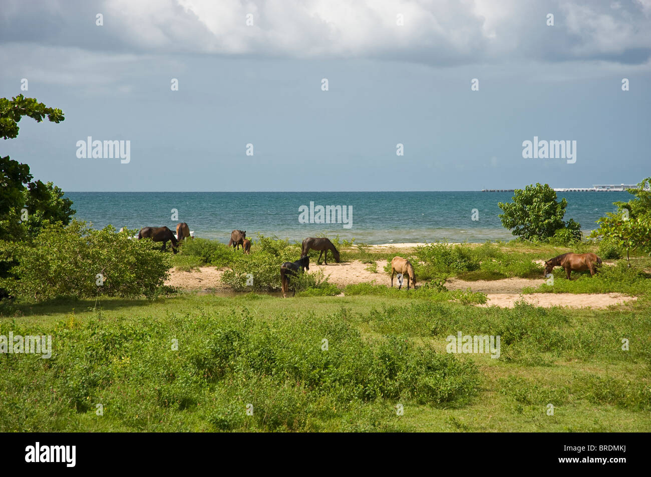 Vieques hi-res stock photography and images - Alamy