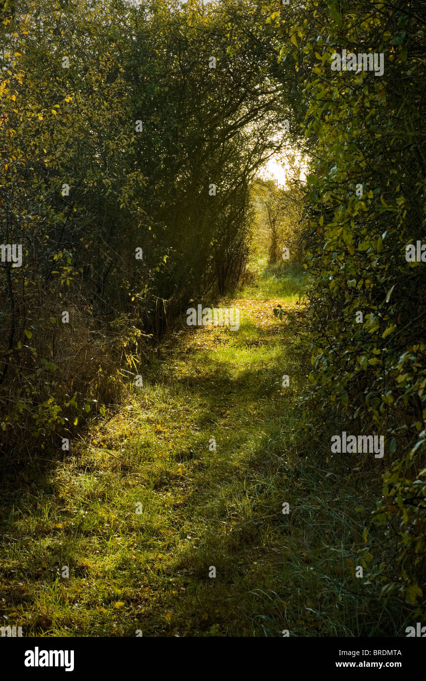 Enclosed pathway hi-res stock photography and images - Alamy