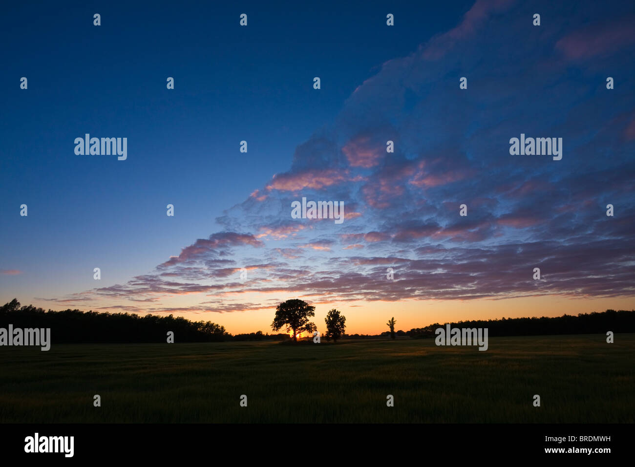 Tree silhouettes at sunset over Gotland, Sweden Stock Photo - Alamy