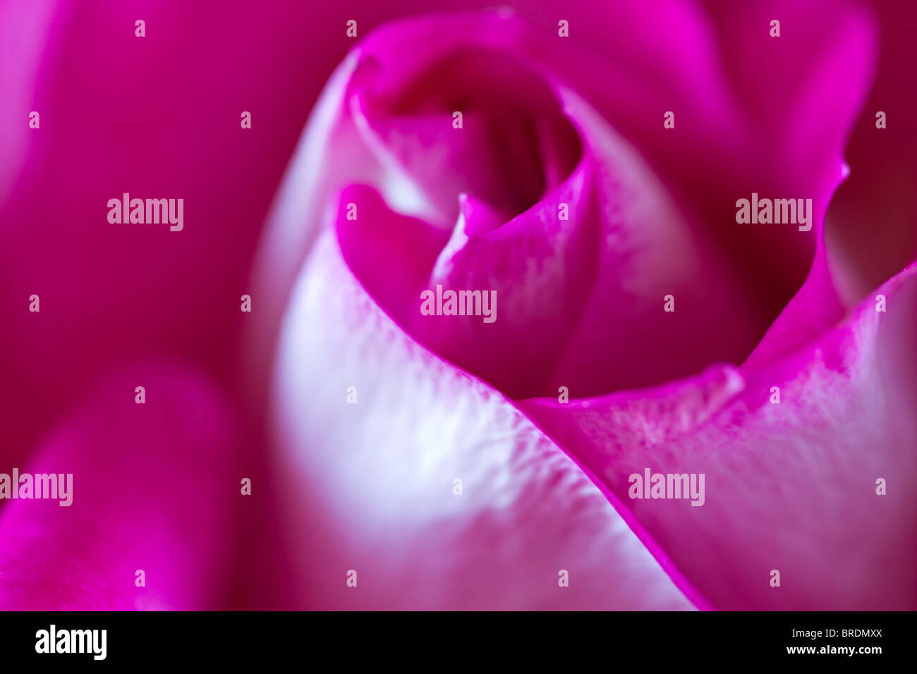Deep pink rose petals hi-res stock photography and images - Alamy