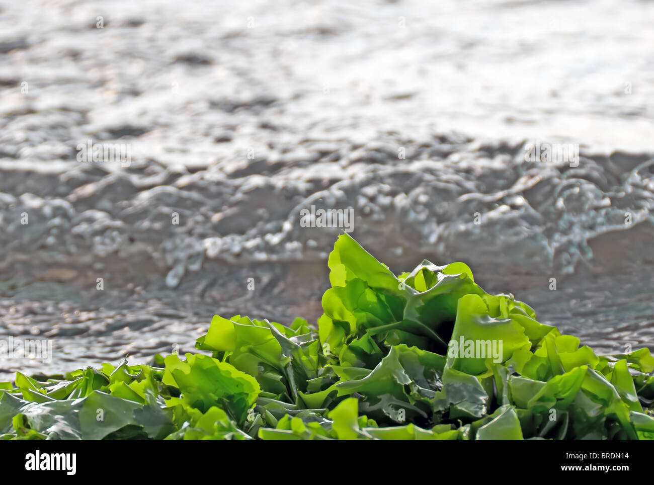 Seaweed and rolling waves Stock Photo - Alamy