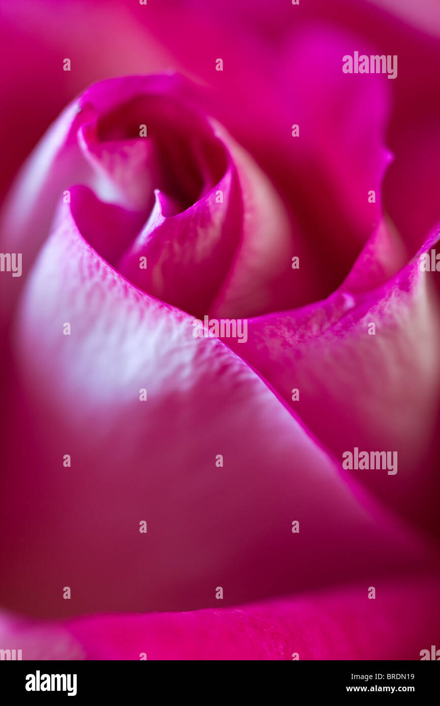 Close up of a beautiful deep pink rose, variety unknown Stock Photo - Alamy