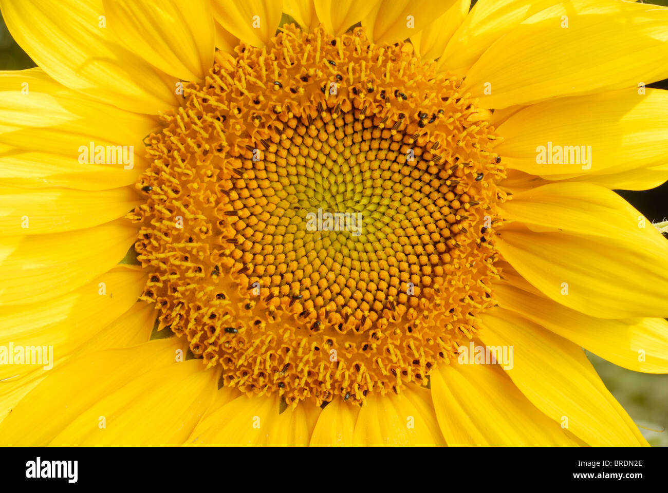 Sunflower close up hi-res stock photography and images - Alamy