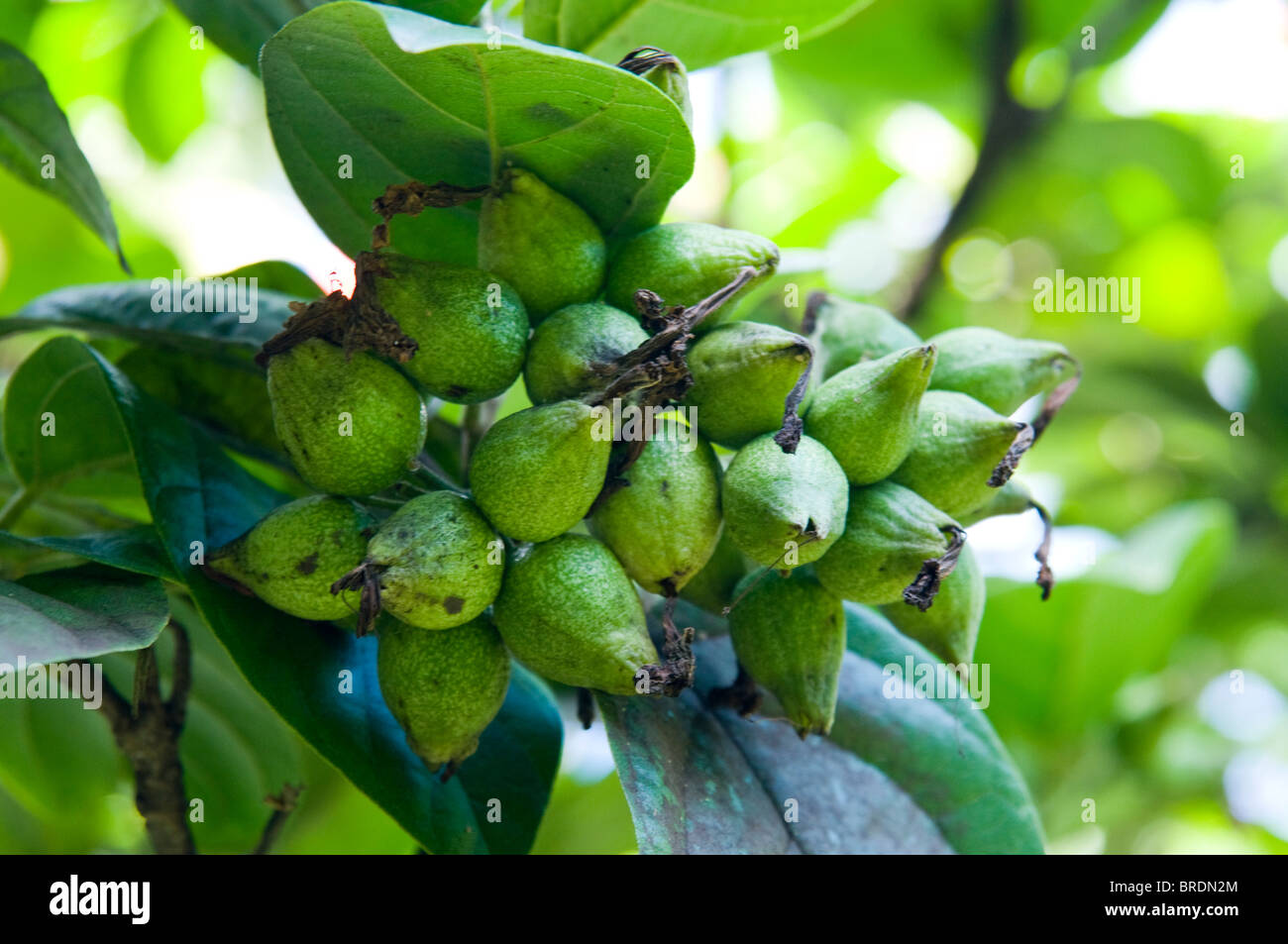 Caribbean fruits hi-res stock photography and images - Alamy