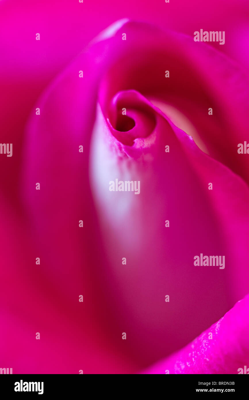 Deep rose pink hi-res stock photography and images - Alamy