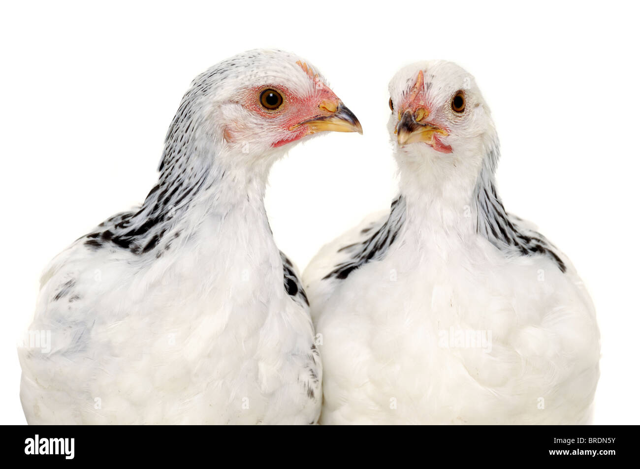 Two white chickens hi-res stock photography and images - Alamy