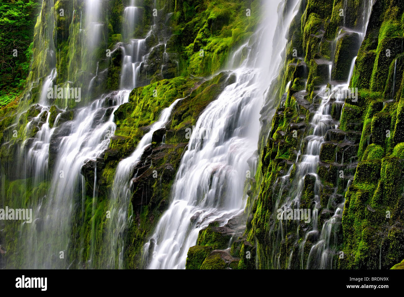 Oregon's Lower Proxy Falls spills over moss covered basalt and into the ...