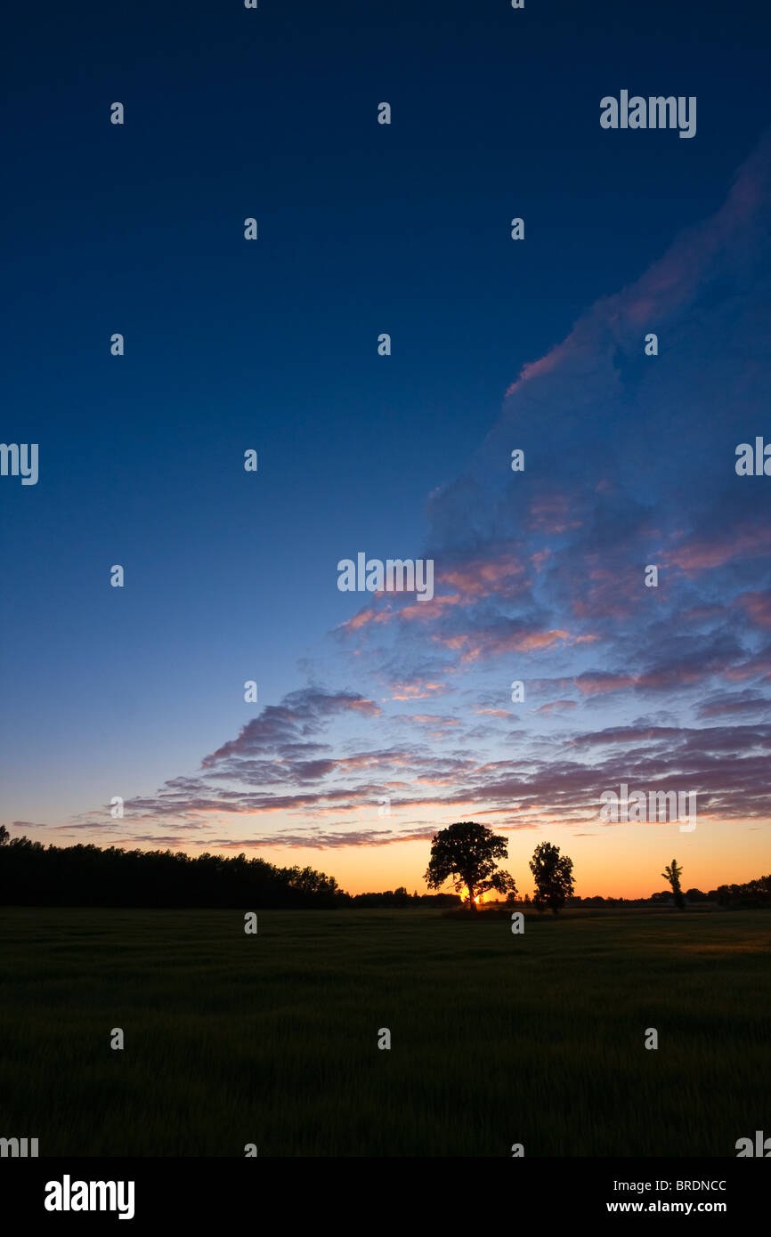 Tree silhouettes at sunset over Gotland, Sweden Stock Photo - Alamy