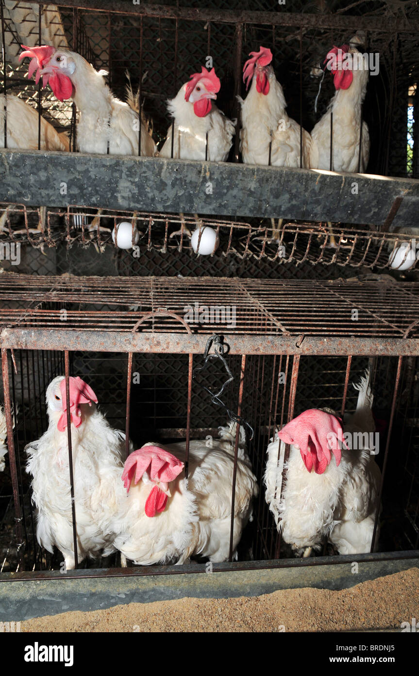 Laying hens in cages hi-res stock photography and images - Alamy