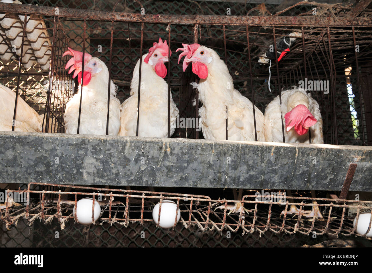 Battery Cage High Resolution Stock Photography and Images - Alamy