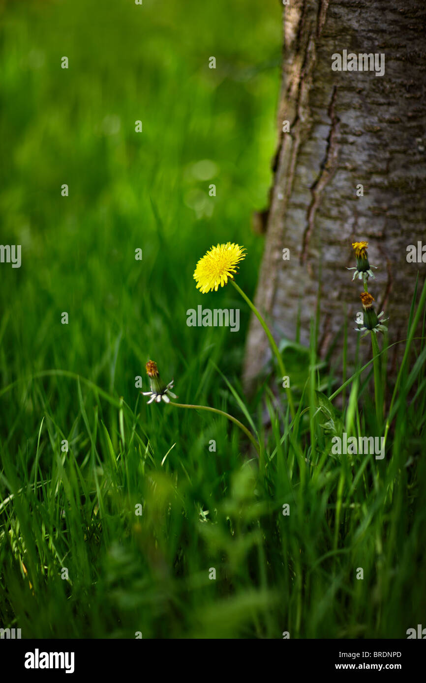 Dandelion - Taraxacum officinale , UK Stock Photo - Alamy