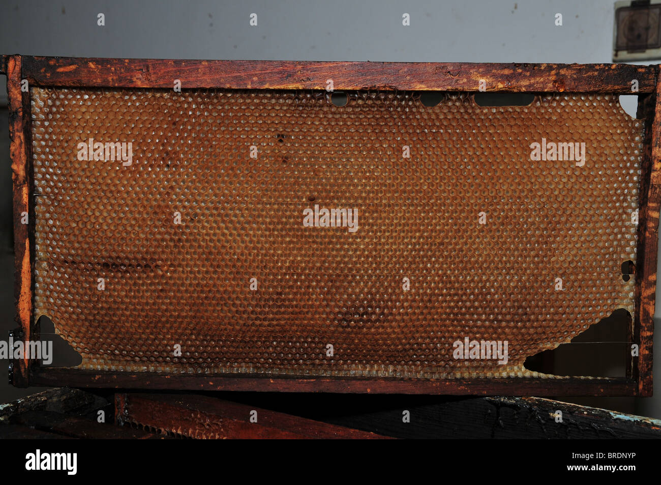 Cell extraction hi-res stock photography and images - Alamy