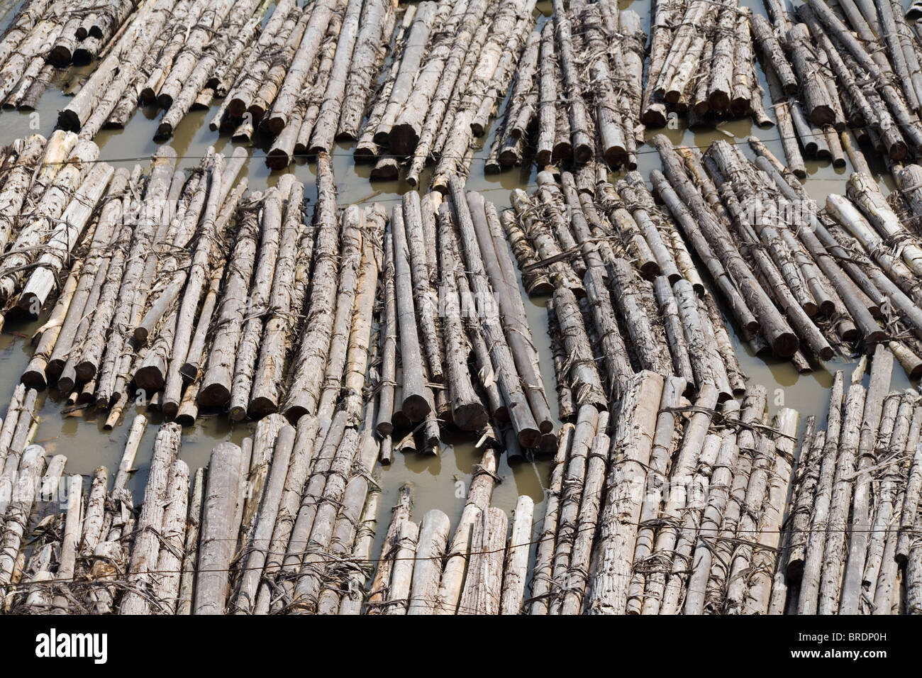 Log and Lumber Floating On Water Stock Photo - Alamy