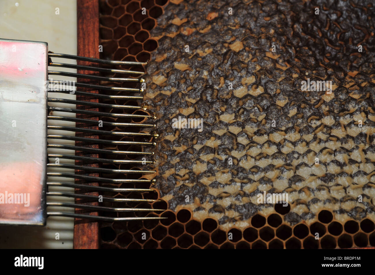 Beehive - honey extraction Stock Photo - Alamy