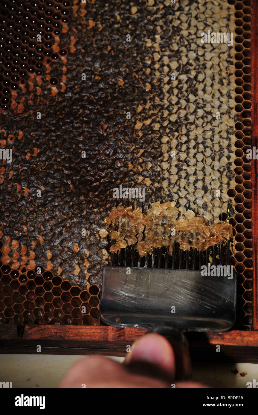 Beehive - honey extraction Stock Photo - Alamy
