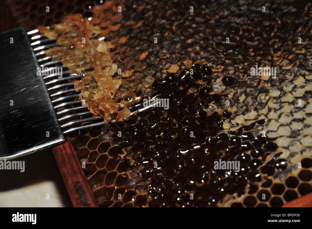 Honey extraction hi-res stock photography and images - Alamy