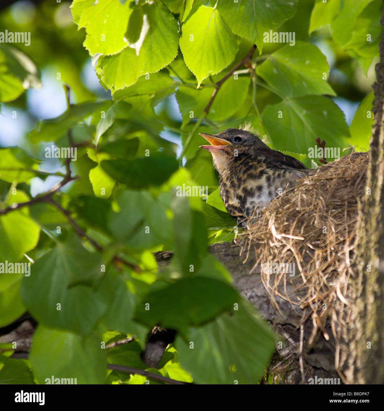 Fieldfare thrush in nest hi-res stock photography and images - Alamy