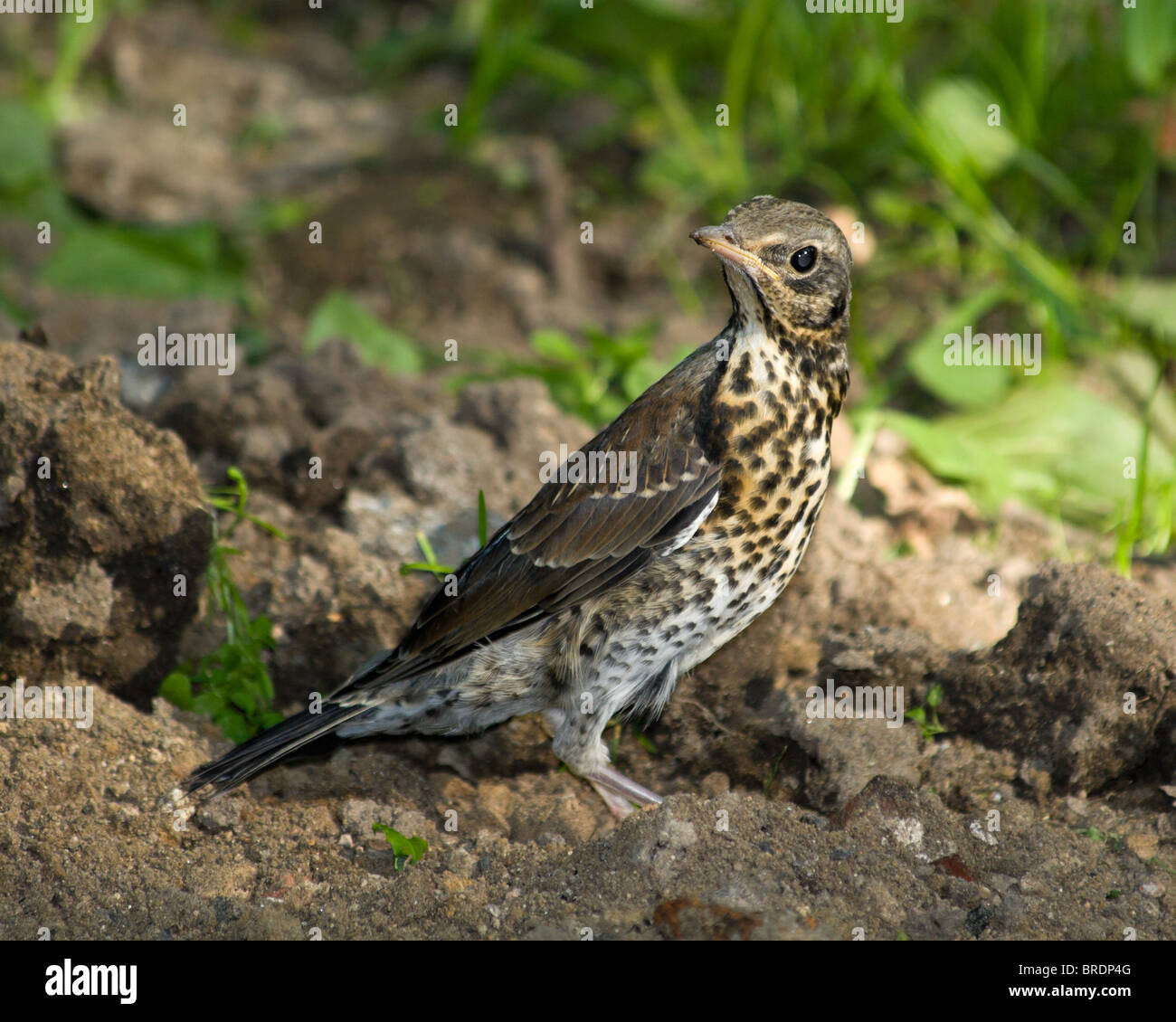 Juvenile fieldfare hi-res stock photography and images - Alamy