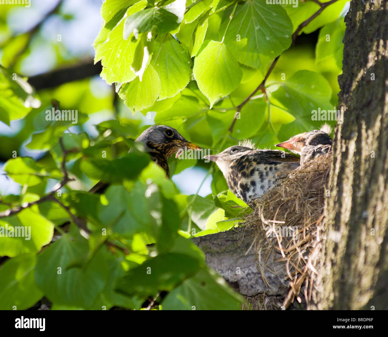 The Fieldfare (Latin name: Turdus pilaris) in the wild nature Stock ...