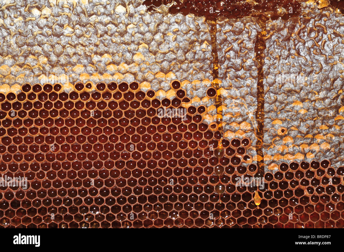 Beehive - honey extraction Stock Photo - Alamy