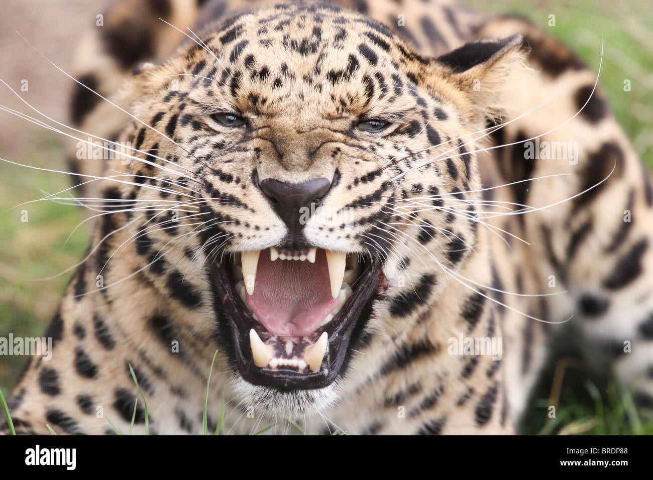 Sculpture Attacking leopard Art Objects etna.com.pe
