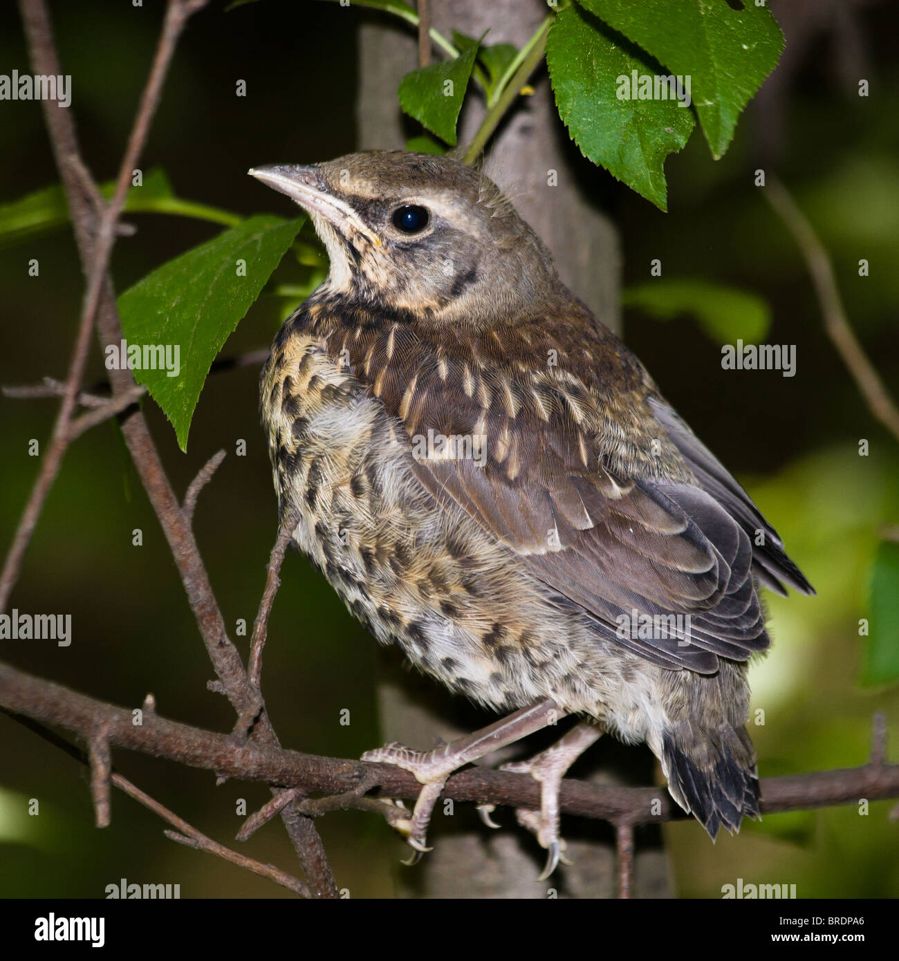 A young fledgeling of a Fieldfare. The Fieldfare (Latin name: Turdus ...