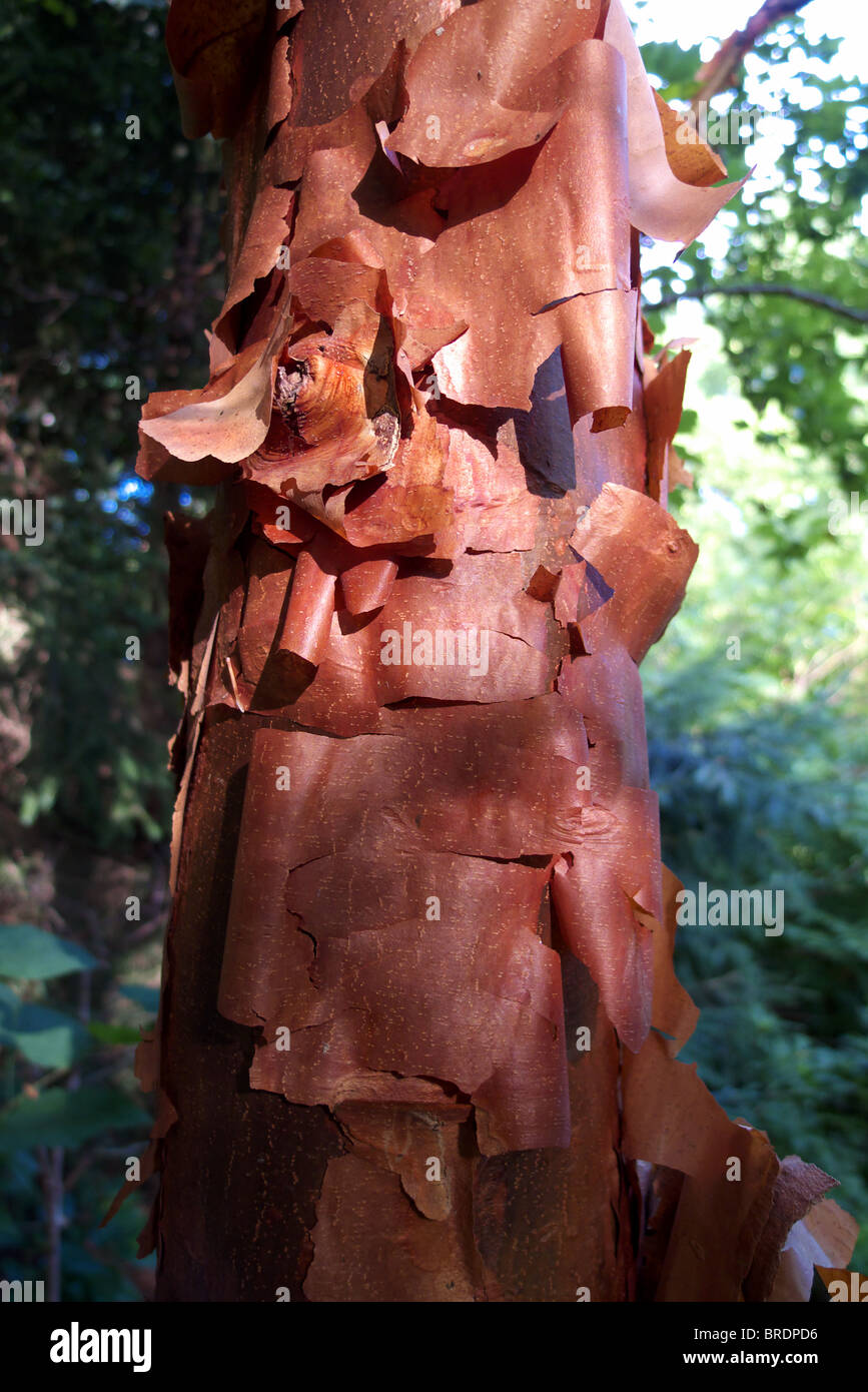 The unusual flaking and peeling layers of bark of an Acer griseum also ...