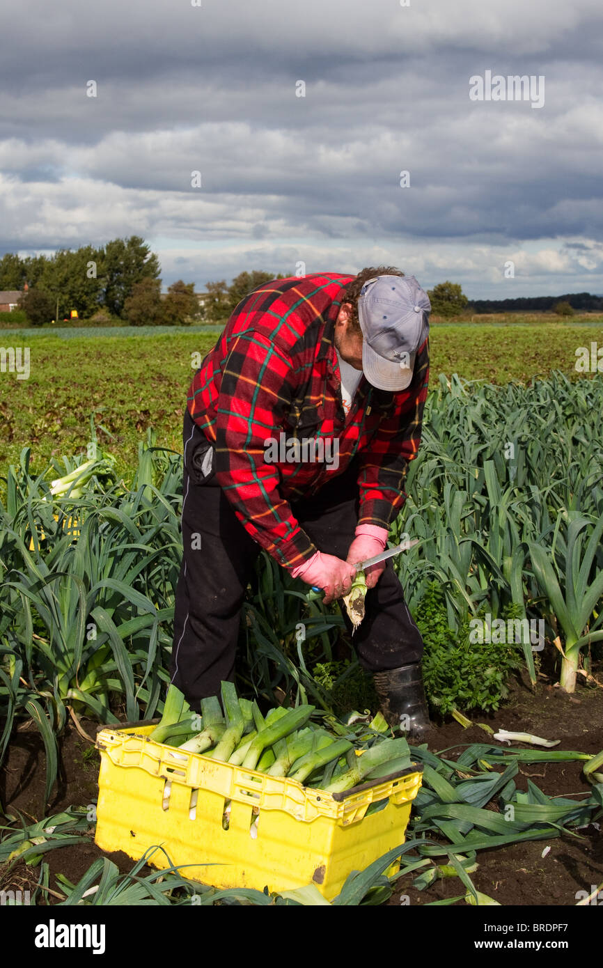 Farm Labourer harvesting by hand-cutting Leeks in September, and ...