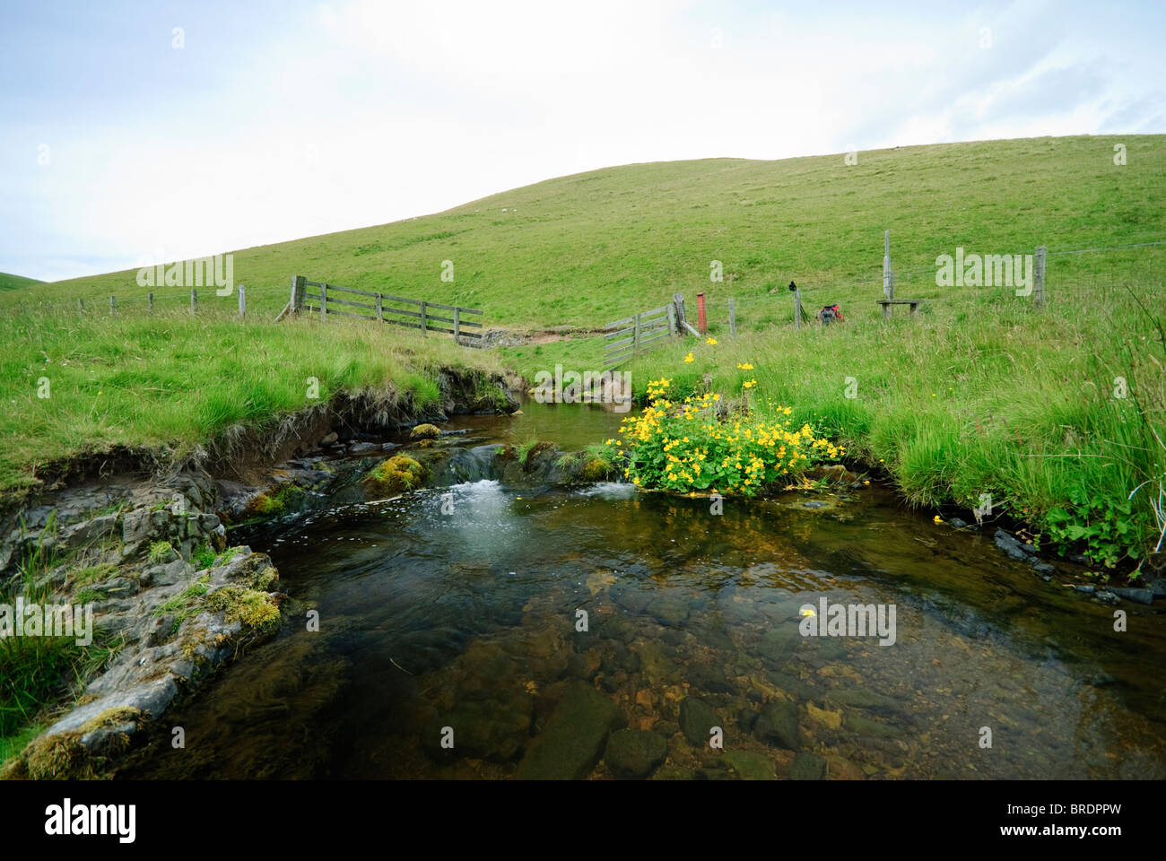 Cheviots hi-res stock photography and images - Alamy