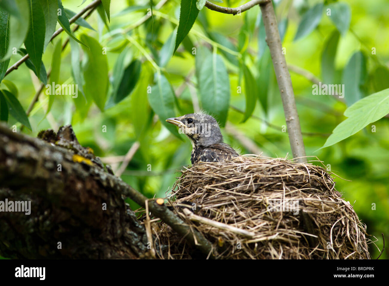 Juvenile fieldfare hi-res stock photography and images - Alamy