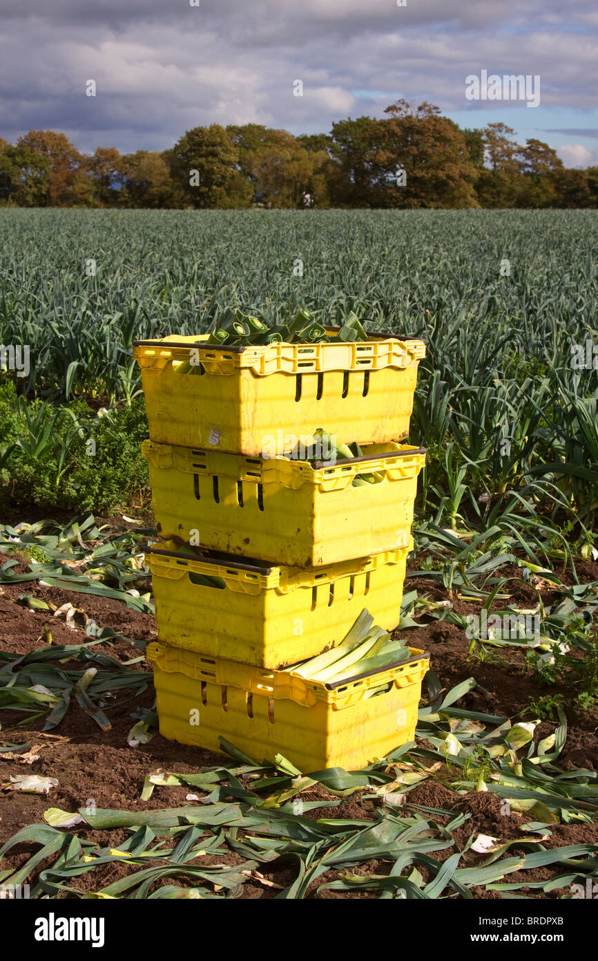 Four leeks hi-res stock photography and images - Alamy
