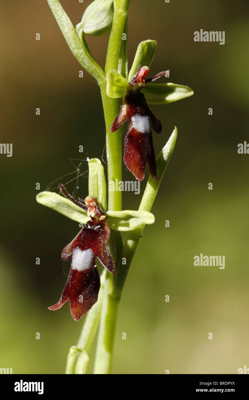 Fly orchids hi-res stock photography and images - Alamy