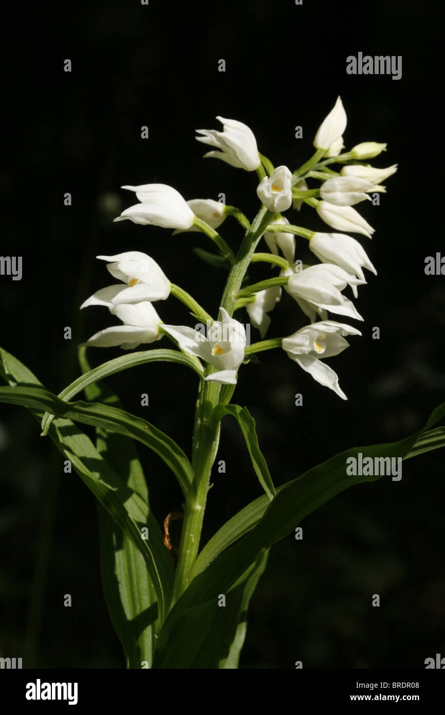 Sword-leaved helleborine flowers Stock Photo - Alamy