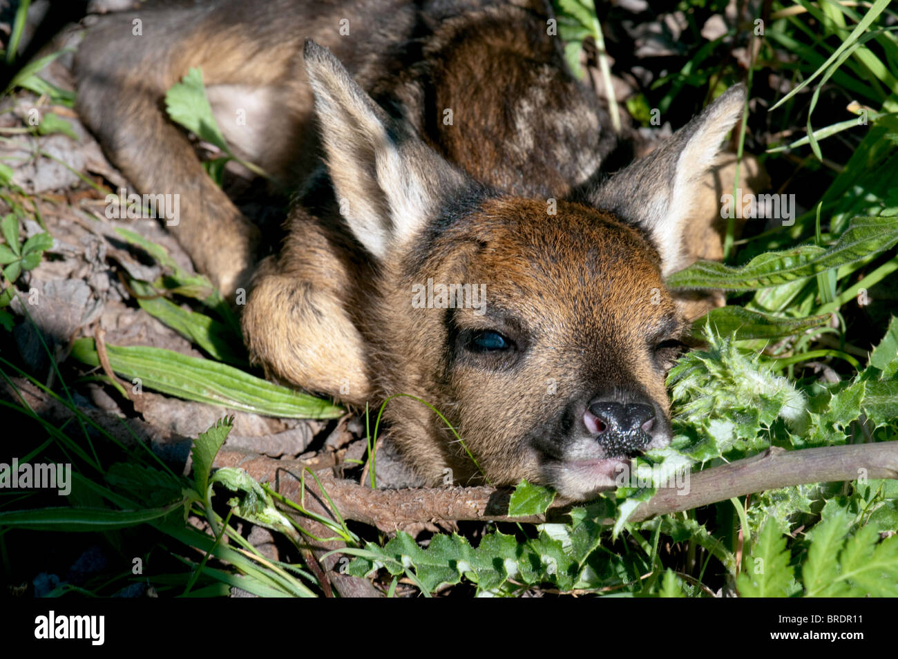 Roe Deer fawn laying hidden in vegetation Stock Photo - Alamy