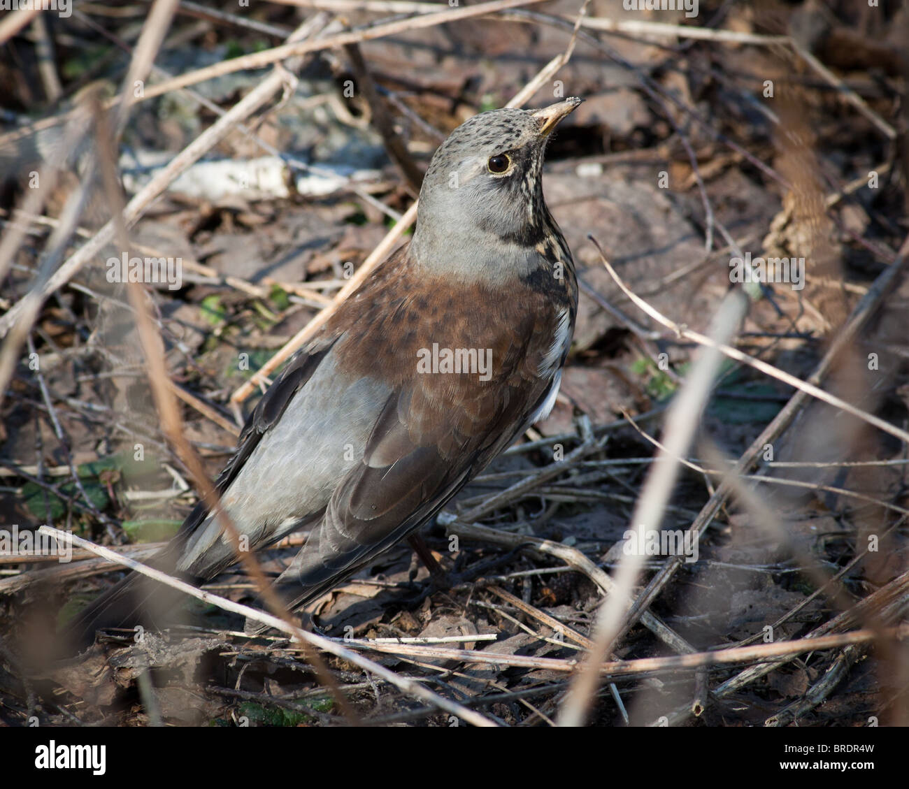 The Fieldfare (Latin name: Turdus pilaris) in the wild nature Stock ...