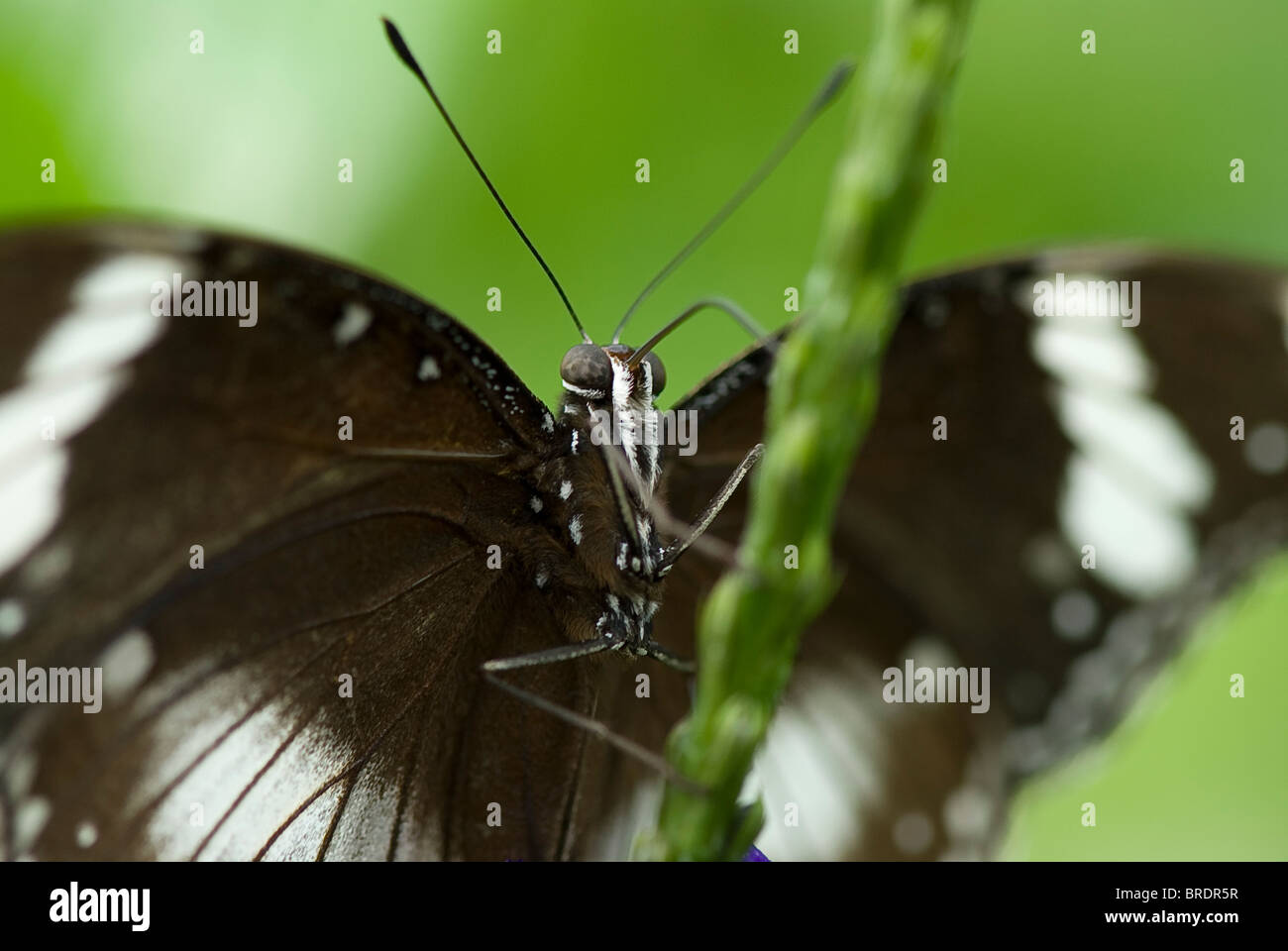 Photo of a Common Mormon Butterfly (Papilio polytes) of the ...