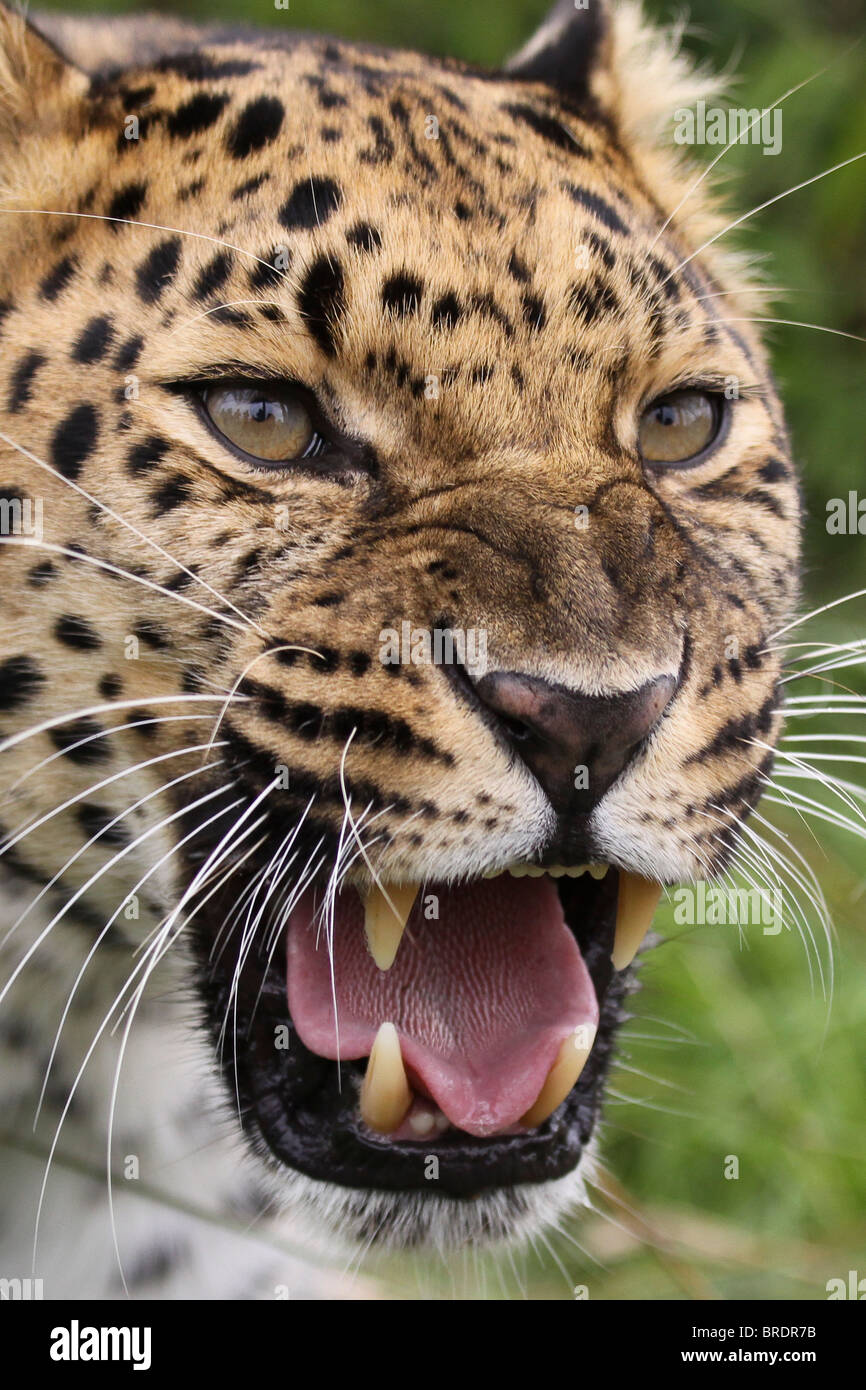 Leopard at the Wildlife Heritage Foundation in Kent Stock Photo - Alamy
