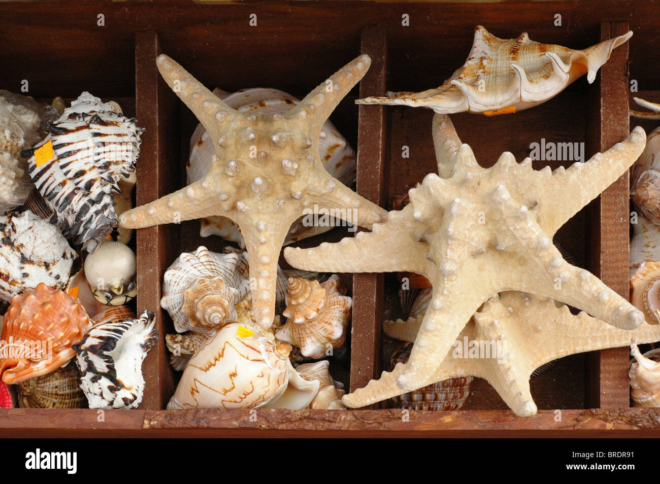 Shells and Starfish Stock Photo - Alamy